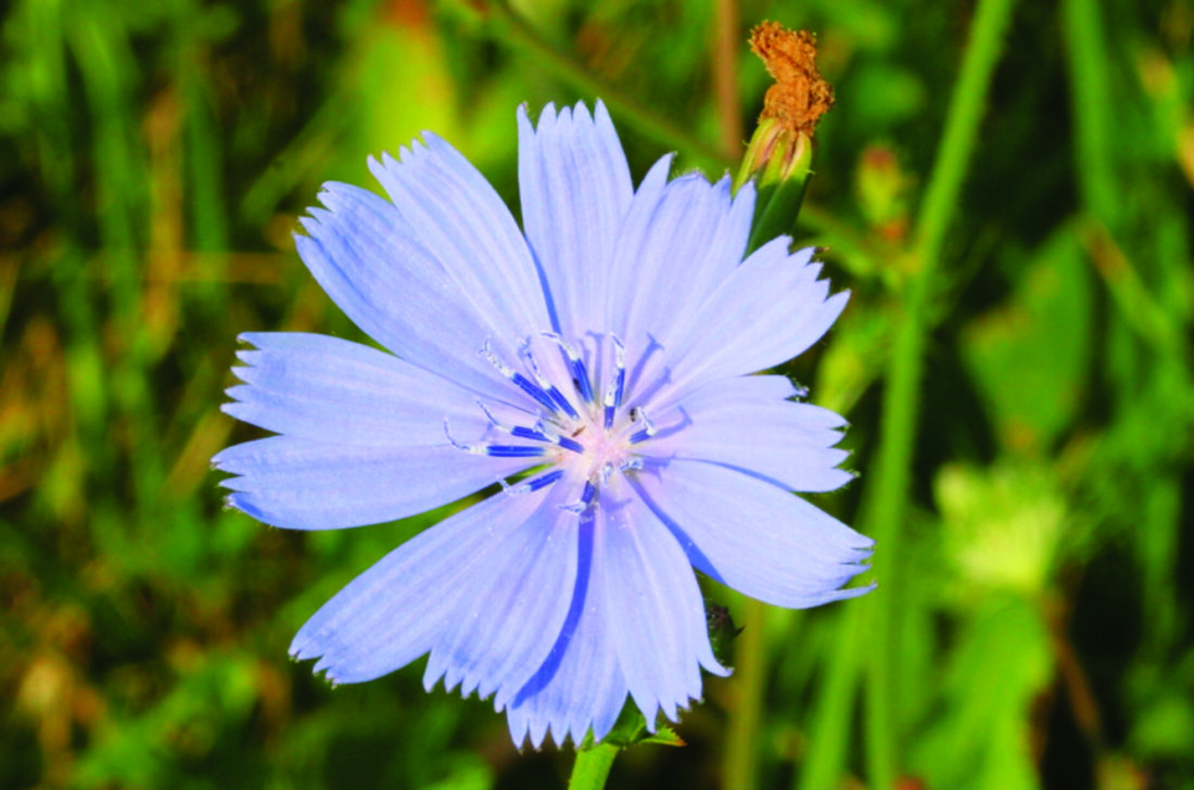 Wildflowers color our roads | News, Sports, Jobs - The Vindicator